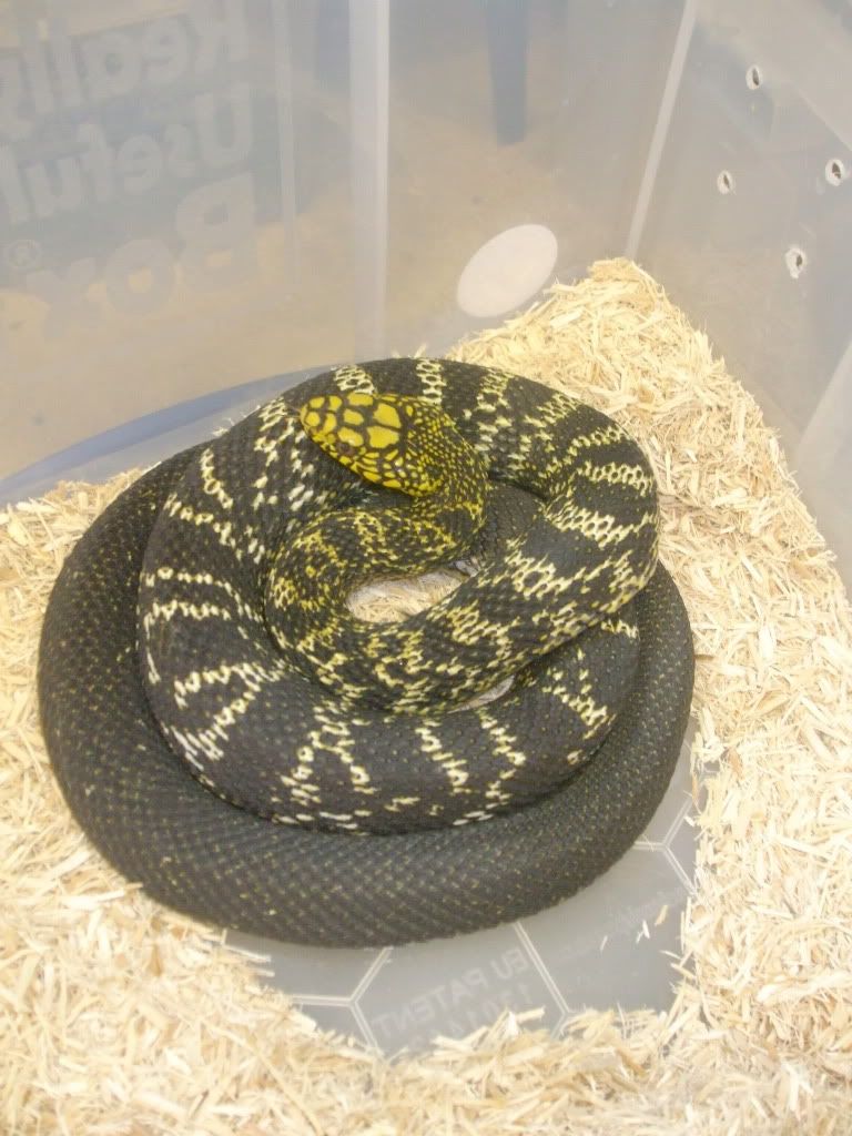 Something a little different part 2 | Reptile Forums