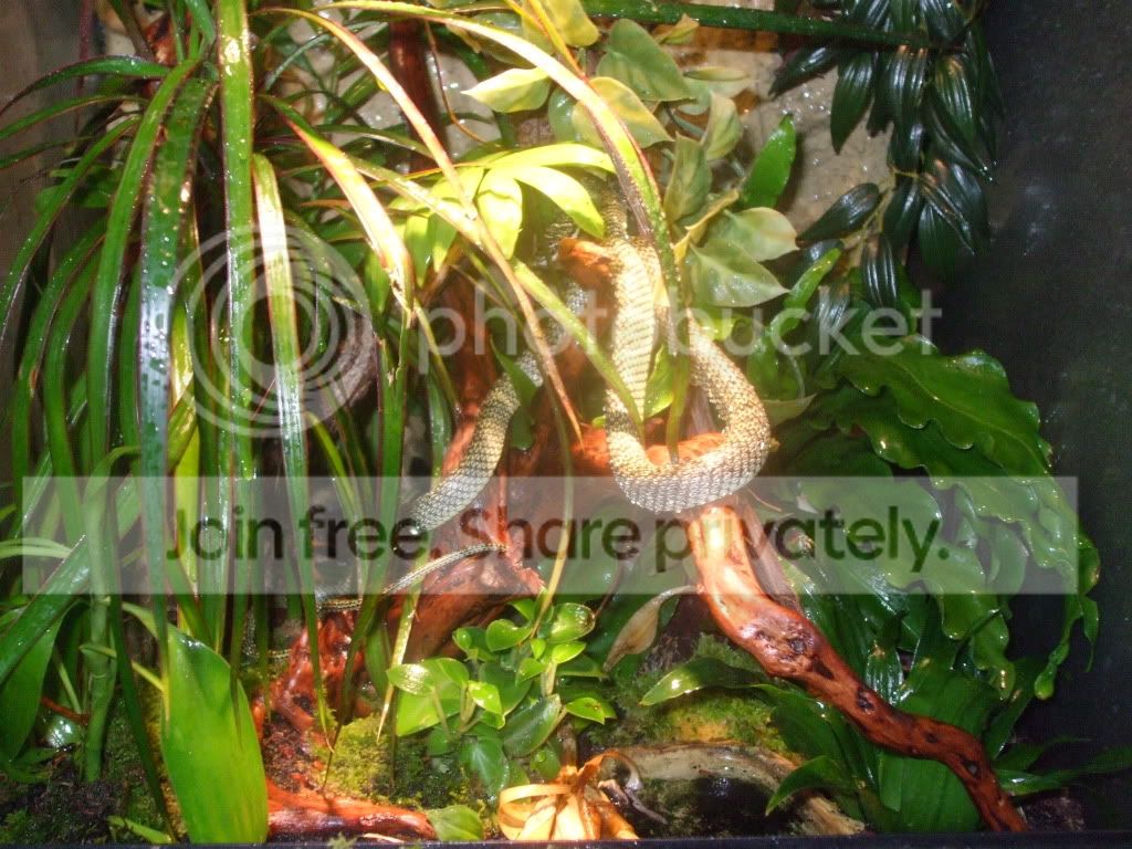 Naturalistic Flying Snake Viv | Reptile Forums