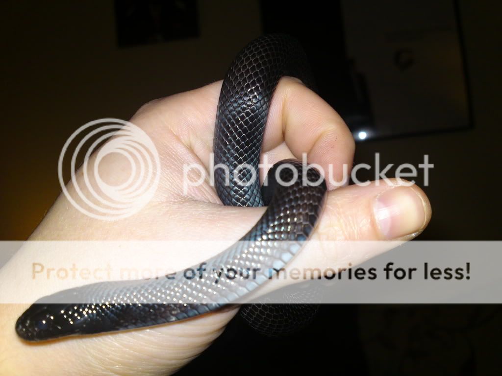 Lets see your snakes! | Page 6 | Reptile Forums