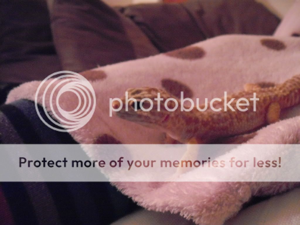 2 Chocolate albino leopard gecko KIDDERMINSTER | Reptile Forums